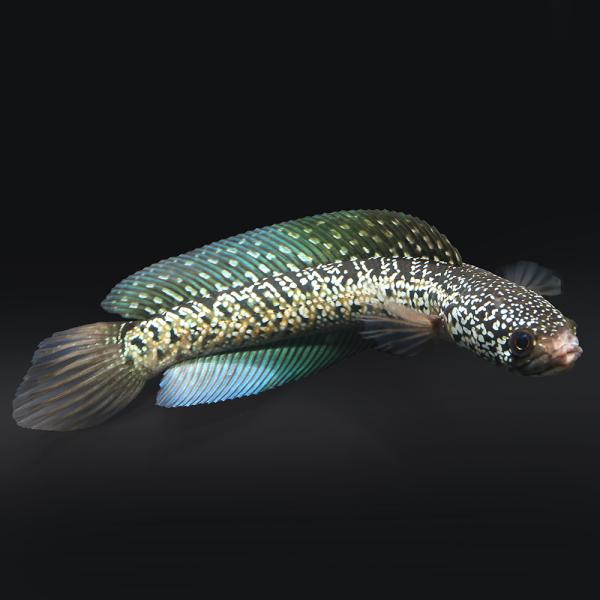 熱帯魚・エビ他　ベタ・グラミー・アナバス　スネークヘッド・他　コウタイ　藍天目　１匹　Ｃｈａｎｎａ　ａｓｉａｔｉｃａ　七星魚　キャリコスネークヘッド　ベタ・グラミー　その他　kodawari1ten　一点物　１点物　fish1ten　sei...