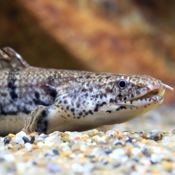 熱帯魚・エビ他　古代・大型魚　１匹　ビギナーにオススメ　ポリプテルスデルヘッジ　ポリプテルスデルヘッツィ　Ｐｏｌｙｐｔｅｒｕｓ　ｄｅｌｈｅｚｉ　ポリプテルス　デルヘジィ　kodawari1ten　一点物　１点物　fish1ten　seita...