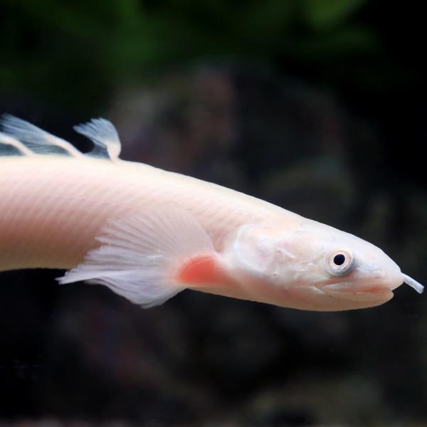 PF_SPQ　_aqua　fish_database　熱帯魚・エビ他　古代・大型魚　ポリプテルス・セネガルス　ロングフィン　プラチナ　プラチナセネガルス　ロングフィンセネガルス　１匹　ビギナーにオススメ　ｖａｒ．　aqua_life201　...