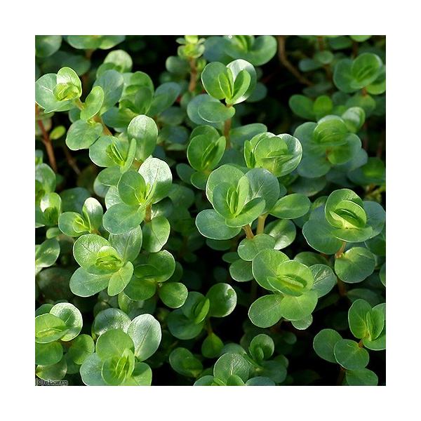 Rotala_Wayanad　熱帯魚　Ｒｏｔａｌａ　ｓｐ．”Ｗａｙａｎａｄ”　有茎　ヤ行　ナンセアンの仲間otala　水草　後景草　明るい　ワイナード302　all_plants　20100601　水上葉_ロタラ　ロタラｓｐ．ワイナードはこ...