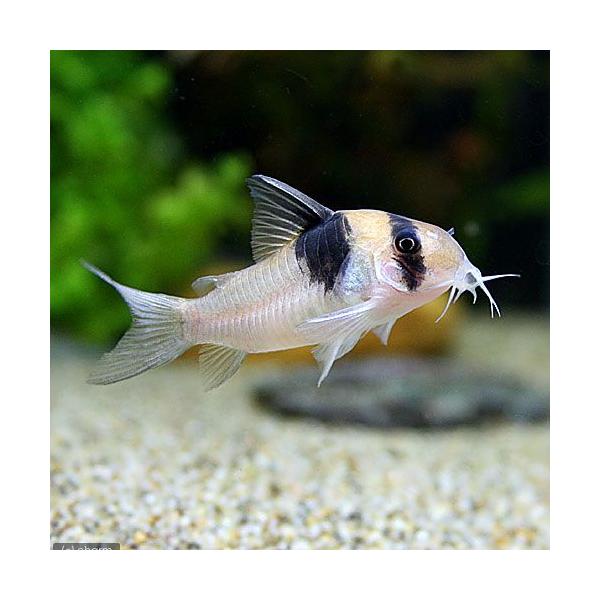 PF_SPQ　sfset　_aqua　熱帯魚・エビ他　コリドラス　ショートノーズ　コリドラス・ショートノーズスーパービコロール　ワイルド　１匹　Ｈｏｐｌｉｓｏｍａ　Ｃｏｒｙｄｏｒａｓ　ｓｐ．　fish_database　ＣＷ０４９　2010...