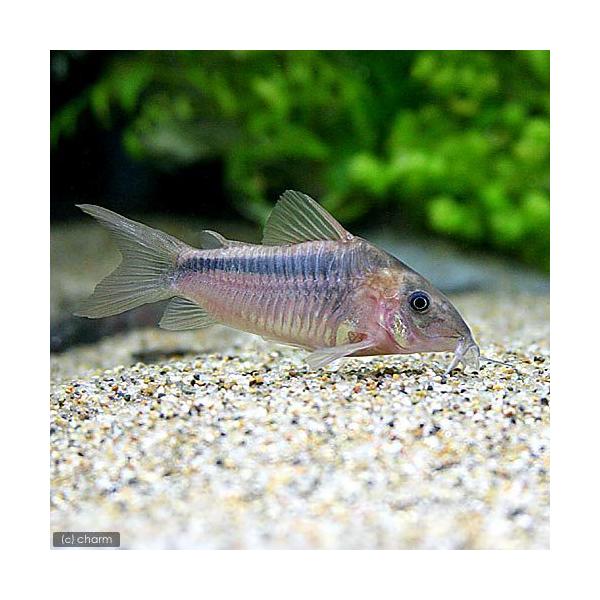 PF_SPQ　熱帯魚・エビ他　コリドラス　ショートノーズ　コリドラス・ジガータス　ワイルド　１匹　fish_database　Ｏｓｔｅｏｇａｓｔｅｒ　ｚｙｇａｔａ　Ｃｏｒｙｄｏｒａｓ　ｚｙｇａｔｕｓ　20100509　ＭＳ　sameg05　...