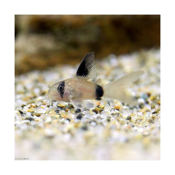 PF_SPQ　_aqua　熱帯魚・エビ他　コリドラス　ショートノーズ　コリドラス・パンダ　ロングフィン　コリドラスパンダ　１匹　fish_database　Ｈｏｐｌｉｓｏｍａ　Ｃｏｒｙｄｏｒａｓ　ｐａｎｄａ　ｖａｒ．　20101205　ＭＳ...