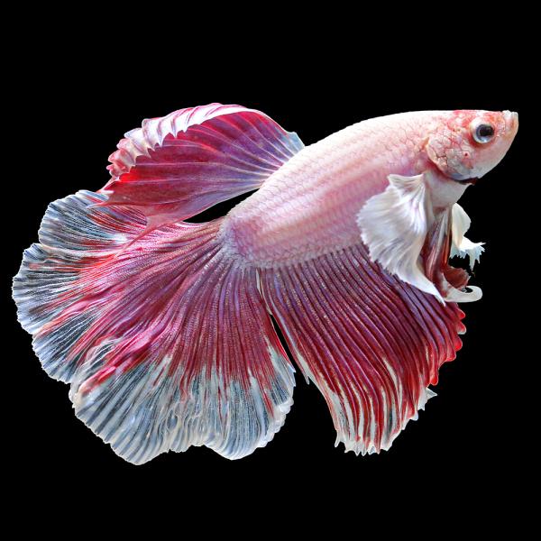 メーカー：?■25〜30 PF_SPQ　熱帯魚・エビ他　ベタ・グラミー・アナバス　改良ベタ　ハーフムーン　Ｂｅｔｔａ　ｓｐｌｅｎｄｅｎｓ　ｖａｒ．　ベタ　kodawari1ten　20260822　YS　ｙ26ｍ08