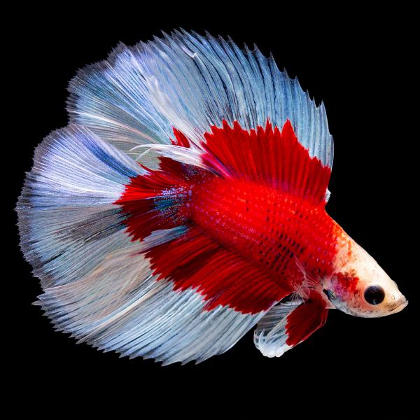 PF_SPQ　熱帯魚・エビ他　ベタ・グラミー・アナバス　改良ベタ　プラガット　Ｂｅｔｔａ　ｓｐｌｅｎｄｅｎｓ　ｖａｒ．　ベタ　　kodawari1ten　20261003　YS　y26ｍ10