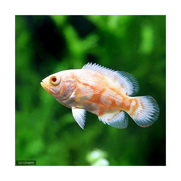 PF_SPQ　_aqua　熱帯魚・エビ他　シクリッド　アメリカンシクリッド　アルビノタイガー・オスカー　１匹　fish_database　中南米産　ビギナーにオススメ　20100509　ＭＳ　cichlid_beta　top_fish071...