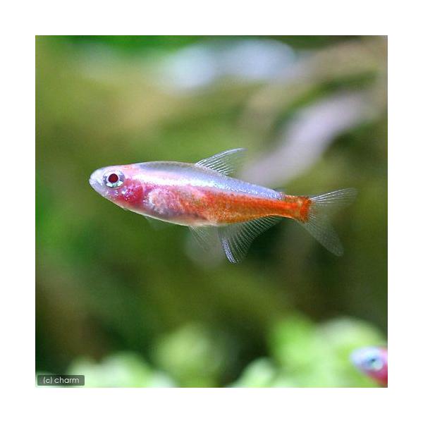 PF_SPQ　_aqua　熱帯魚・エビ他　カラシン　テトラ等　南米産　小型種　カージナル・ネオン系　アルビノカージナルテトラ　５匹　Ｐａｒａｃｈｅｉｒｏｄｏｎ　ａｘｅｌｒｏｄｉ　ｖａｒ．　neon_caginal_life01　kaijyo...