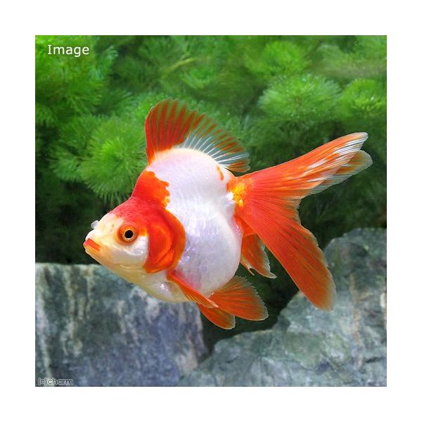 _aqua　sfset　琉金　特選金魚　20100605　ＹＮ　fish_database　nittan_kingyo_ryukin　飯田金魚　fstfub32ny_kgmdk　fst3ny_ryukmd　nittan_ryukin　han...