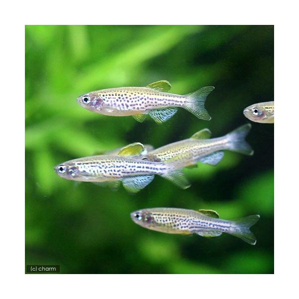 PF_SPQ　_aqua　熱帯魚・エビ他　コイ　ラスボラ等　種類で選ぶ　ダニオ系　レオパード・ダニオ　１０匹　fish_database　小型種　ビギナーにオススメ　ビギナー小型向け生体　Ｄａｎｉｏ　ｆｒａｎｋｅｉ　ｒｅｒｉｏ　ｖａｒ．　2...