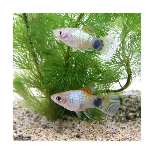 PF_SPQ　_aqua　熱帯魚・エビ他　プラティ・卵胎生メダカ　プラティの仲間　ブルーミッキーマウス・プラティ　４匹　fish_database　メダカの仲間　ビギナーにオススメ　20100602　ＹＮ　ck95zl8w熱帯魚15zans...