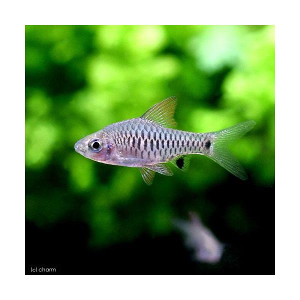 PF_SPQ　熱帯魚・エビ他　コイ（ラスボラ等）　種類で選ぶ　バルブ（プンティウス）系　レッドチップハイフィン・バルブ　２匹　fish_database　小型種　お得な１０匹セット　Ｏｒｅｉｃｈｔｈｙｓ　ｐａｒｖｕｓ　レッドトップバルブ　2...