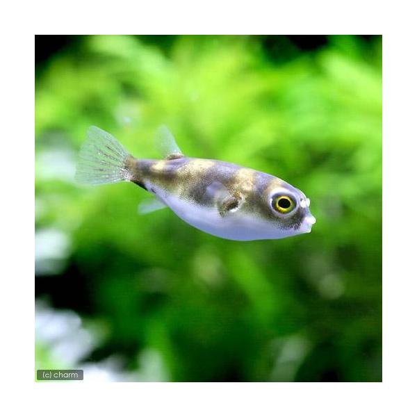 PF_SPQ　熱帯魚・エビ他　その他の熱帯魚　フグ・パファーの仲間　南米淡水フグ　１匹　fish_database　フグの仲間　淡水フグ　アマゾンパファー　Ｃｏｌｏｍｅｓｕｓ　ａｓｅｌｌｕｓ　20101010　ＭＳ1　top_fish131...