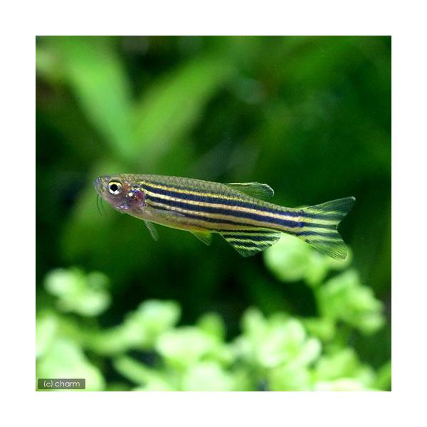 PF_SPQ　_aqua　熱帯魚・エビ他　コイ　ラスボラ等　種類で選ぶ　ダニオ系　ゼブラダニオ　１０匹　Ｄａｎｉｏ　ｒｅｒｉｏ　20141104　ＥＩ　Daniorerio　kaijyo　MS0106　top_fish0123　top_fi...