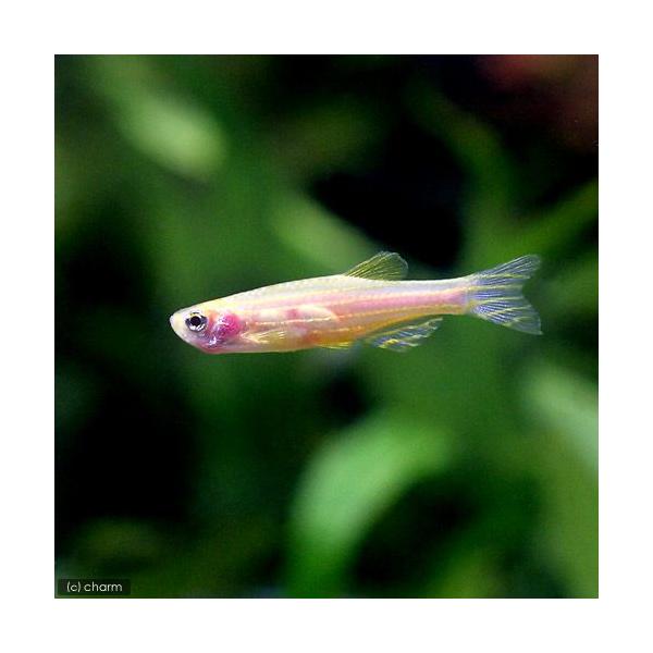 muryotassei_900_999　_aqua　熱帯魚・エビ他　コイ（ラスボラ等）　種類で選ぶ　ダニオ系　ゴールデンゼブラダニオ　１０匹　fish_database　小型種　ビギナーにオススメ　ビギナー小型向け生体　Ｄａｎｉｏ　ｒｅｒｉ...