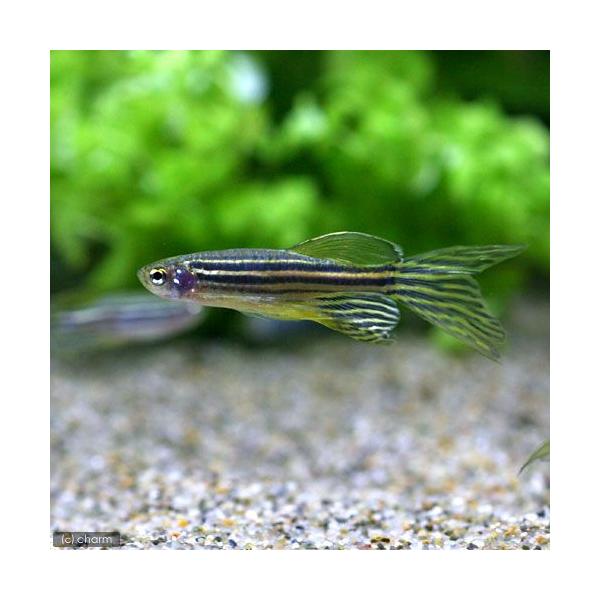 PF_SPQ　熱帯魚・エビ他　コイ　ラスボラ等　ダニオ系　ロングフィンゼブラダニオ　１０匹　fish_database　小型種　ビギナーにオススメ　ビギナー小型向け生体　ゼブラフィッシュ　Ｄａｎｉｏ　ｒｅｒｉｏ　ｖａｒ．　20100611　...
