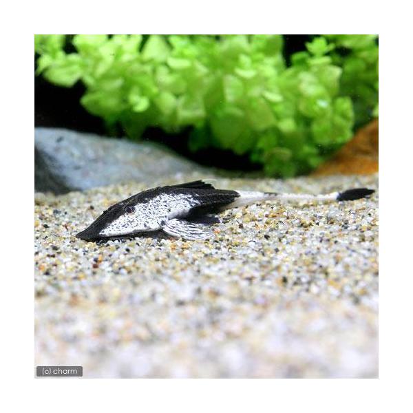 PF_SPQ　sfset　_aqua　熱帯魚・エビ他　オトシン・ロリカリア　ロリカリアレオン・ロリカリア　１匹　fish_database　Ｐｓｅｕｄｏｈｅｍｉｏｄｏｎ　ａｐｉｔｈａｎｏｓ　サザンクロスツチノコロリカリア　20100627　...