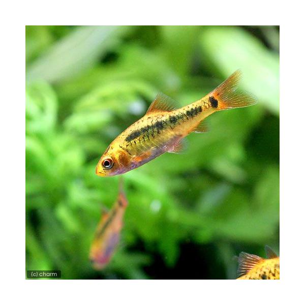 PF_SPQ　_aqua　熱帯魚・エビ他　コイ　ラスボラ等　種類で選ぶ　バルブ　プンティウス　系　ゴールデン・バルブ　６匹　小型種　ゴールデンバーブ　Ｂａｒｂｏｄｅｓ　Ｐｕｎｔｉｕｓ　ｓａｃｈｓｉｉ　ｓｅｍｉｆａｓｃｉｏｌａｔｕｓ　ｖａｒ．...