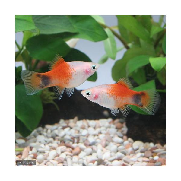 PF_SPQ　_aqua　熱帯魚・エビ他　プラティ・卵胎生メダカ　プラティの仲間　レッドトップホワイト・ミッキーマウスプラティ　４匹　fish_database　Ｘｉｐｈｏｐｈｏｒｕｓ　ｍａｃｕｌａｔｕｓ　ｖａｒ．　メダカの仲間　ビギナーに...