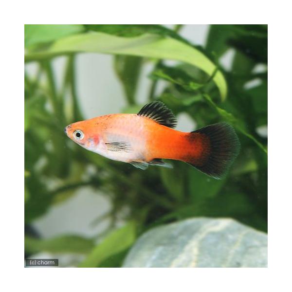 PF_SPQ　_aqua　熱帯魚・エビ他　プラティ・卵胎生メダカ　プラティの仲間　昭和・プラティ　４匹　fish_database　メダカの仲間　ビギナーにオススメ　20101015　MS0106　baby0708　kaijyo　top_f...