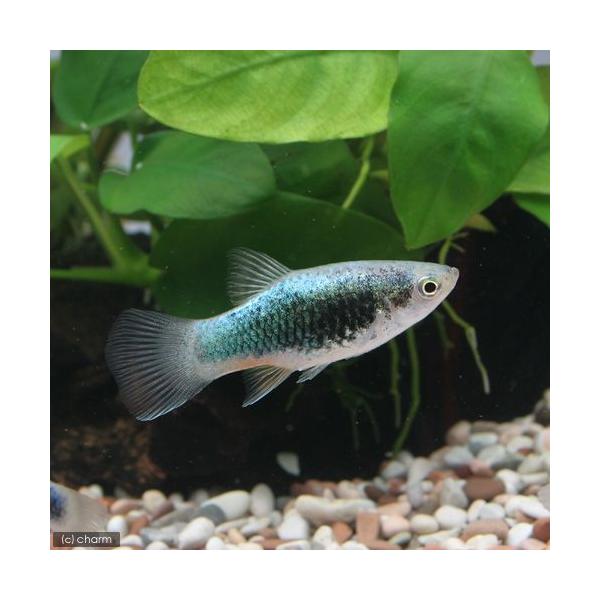 PF_SPQ　_aqua　熱帯魚・エビ他　プラティ・卵胎生メダカ　プラティの仲間　ネオンブルータキシード・プラティ　４匹　fish_database　メダカの仲間　Ｘｉｐｈｏｐｈｏｒｕｓ　ｍａｃｕｌａｔｕｓ　ｖａｒ．　ビギナーにオススメ　2...
