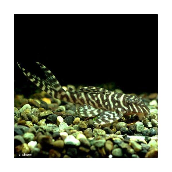 PF_SPQ　_aqua　熱帯魚・エビ他　プレコ　タイガー・ペコルティア系　キングタイガーペコルティア　キングロイヤルペコルティア　ワイルド　Ｌサイズ　１匹　Ｌ０６６　fish_database　ぺコルティア系　キンペコ　キングロイヤルペコ...