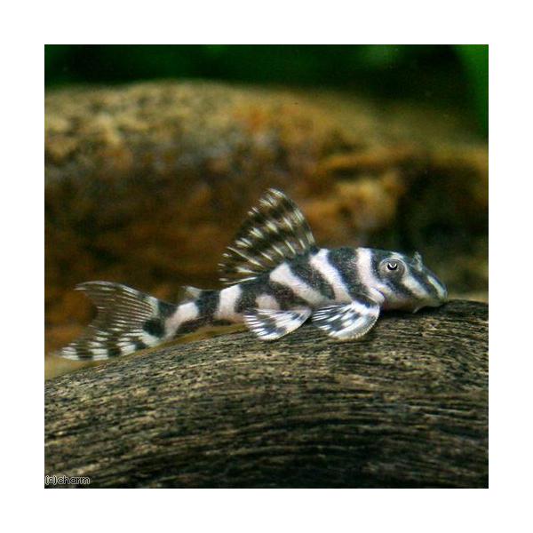 PF_SPQ　sfset　_aqua　fish_database　熱帯魚・エビ他　プレコ　種類で選ぶ　タイガー・ペコルティア系　スーパーインペリアルゼブラプレコ　Ｌ１７３ｂ　ブリード　１匹　Ｈｙｐａｎｃｉsｔｒｕs　sｐ．　ぺコルティア系　...