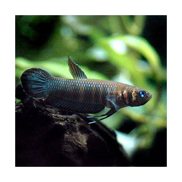 PF_SPQ　熱帯魚・エビ他　ベタ・グラミー・アナバス　ワイルドベタ　ベタ・フォーシィ　ワイルド　１匹　ベタ・グラミー　ベタ　cichlid_beta　wild-kairyo_betta　fishtop8_150311　top_fish03...