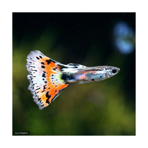 PF_SPQ　_aqua　熱帯魚・エビ他　グッピー　ノーマル系　モザイク・グッピー　国産ブリード　1ペア　fish_database　ビギナーにオススメ　20100923　MS　kokusan_guppy　aqua_life201108　2...