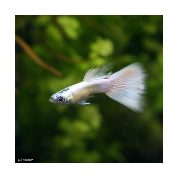 PF_SPQ　熱帯魚・エビ他　グッピー　系統で選ぶ　ノーマル系　ハクホワイト・グッピー　国産ブリード　１ペア　fish_database　プラチナホワイトテール　20100926　ＭＳ　kaijyo　MS0106　熱帯魚生体　top_fis...
