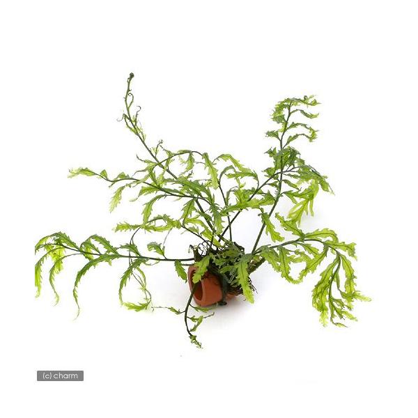 _aqua　熱帯魚　水草付き流木　エビ用水草　micro200806　水草　モス/シダ付流木　all_plants　jp1109　ミクロソリウム　20100906　YS　review25sen水草　life_malti_wp　wp_kywr...