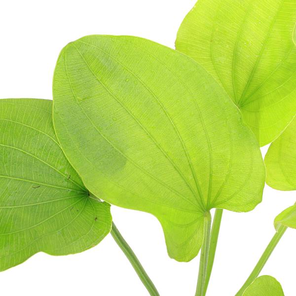 PF_SPQ　熱帯魚　_aqua　水草　エキノとその近縁　希少種　エキノドルス　all_plants　レッドモザイクリーフ　マナウス　マナカプル産　オモダカ科　Ａｌｉｓｍａｔａｃｅａｅ　エキノドルス属　Ｅｃｈｉｎｏｄｏｒｕｓ　2019012...