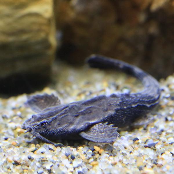 _aqua　熱帯魚・エビ他　ナマズの仲間　１匹　fish_database　その他の熱帯魚　Ｂｕｎｏｃｅｐｈａｌｕｓ　ｃｏｒａｃｏｉｄｅｓ　Ｂｕｎｏｃｅｐｈａｌｕｓ　ｓｐ．　２０２４１０２３　YK　ｙ24ｍ10　kaijyo