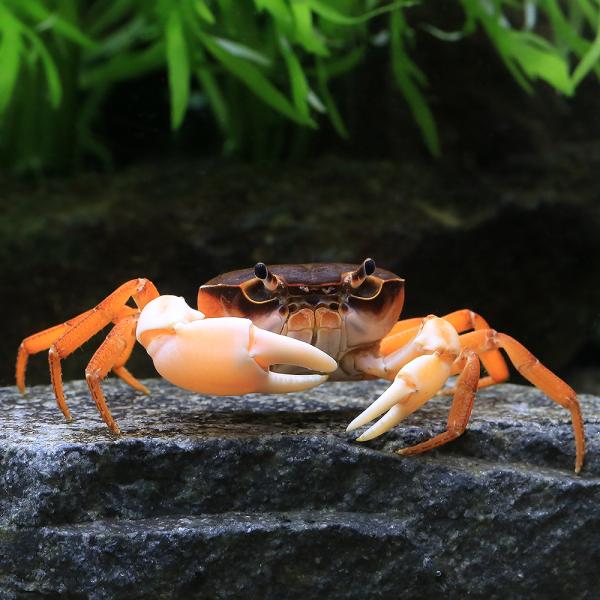 _aqua　_insect　熱帯魚・エビ他　ザリガニ・その他生体　サワガニ　レッド　３匹　ep_etc　xlba6r_swgnrebi　nz247yhgエビ　z27yg_swgneb　freshwatercrab　bnrzarikanisa...