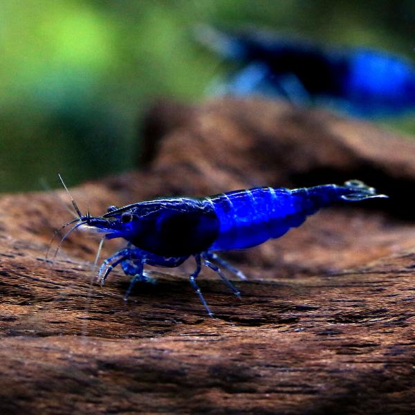 熱帯魚・エビ他　ヌマエビ系　チェリーシュリンプ系　velvet_cherry　ルリーシュリンプベルベットブルー　１匹　ダークブルーシュリンプ　ブルールリーシュリンプ　ルリーシュリンプ　エビ生体　20250822　ｙ25ｍ08　YMD