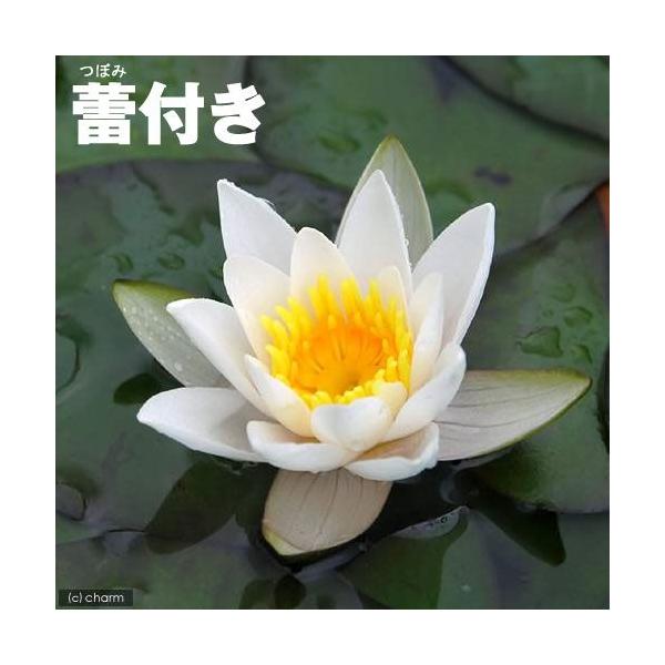 スイレン　睡蓮　栽培　育て方　ビオトープ　ガーデニング　水辺植物　姫スイレン　温帯性　all_plants　姫スイレン_white　tsubomitsuki_hasusuiren　039_list　育成方法　栽培方法　opa2_delete...