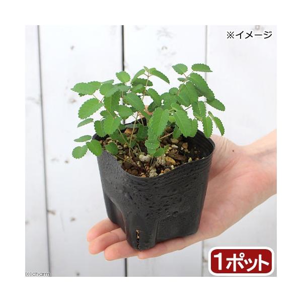 ガーデニング　山野草　姫ワレモコウ　20180611　ＮＴ　_gardening　ワレモコウ　吾亦紅　吾木香　割木瓜　バラ科　花苗　植物　植物生体　ガーデニング生体　育て方　育成方法　栽培方法　ヒメワレモコウ