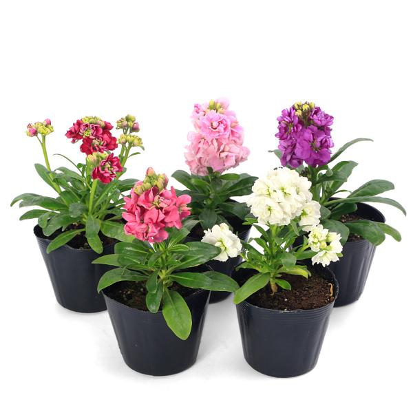 ガーデニング　花　苗　ストック　育て方　育成方法　栽培方法　観葉植物　kaijyo　releaseplnt