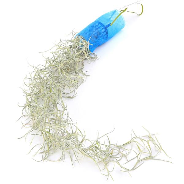 インテリア　インテリア・雑貨　ガーデニング　観葉植物　園芸　ビバリウム　アクアテラリウム　パルダリウム　両爬向き植物　パイナップル科　ハナアナナス属　着生植物　エアブロメリア　エアプランツ　ティランジア　チランジア　スパニッシュモス　サルオ...