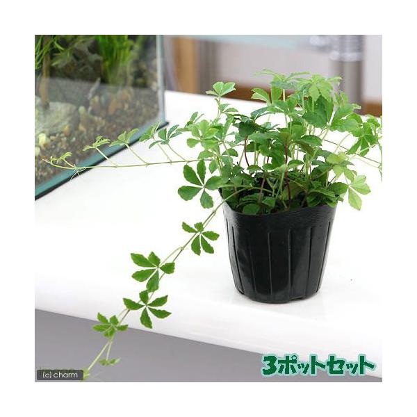 観葉植物　園芸　ガーデニング　多肉植物　ビバリウム　アクアテラリウム　パルダリウム　両爬向き植物　ブドウ科パーセノシッサス属　ツタ属　つる性　蔓性　Parthenocissus　'sugarvine'　パルテノシッサス　パーセノシッサス　パ...