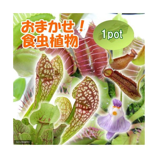 paludariumplants　パルダリウム　テラリウム　_gardening　_hachu　_kame　ガーデニング　食虫　食虫植物　ll_plants　食虫植物シリーズ　爛漫シリーズ　20100831　ＨＴnepot_pio　おまかせ...
