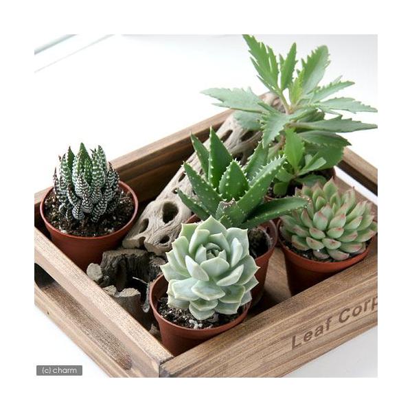 ガーデニング　サボテン・多肉植物植物　20100627　ＨＴ　爛漫シリーズ　おまかせ多肉シリーズ　_gardening　hanging_tableau_serise　ビバリウム　アクアテラリウム　パルダリウム　育て方　育成方法　栽培方法　観...