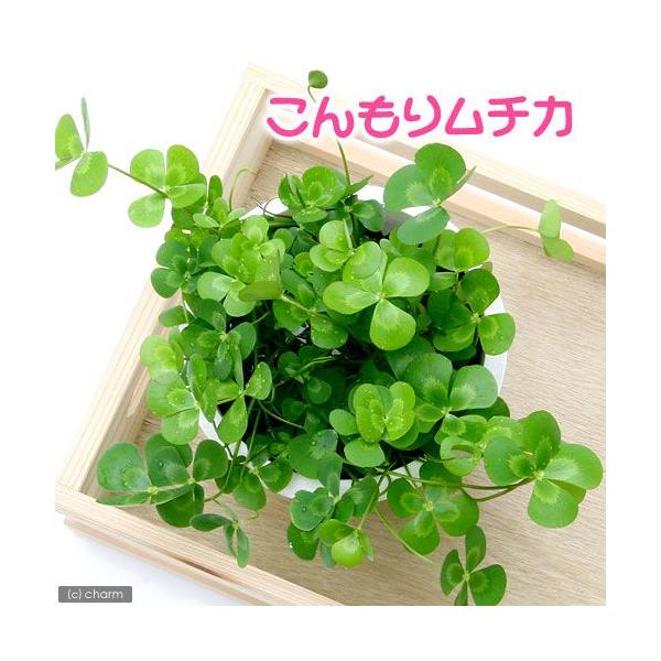 ガーデニング　水辺植物　その他水辺植物　観葉植物　背丈２０ｃｍ未満　抽水植物　こんもりムチカ　20100715　ＨＴ　幸せウォータークローバー　wodqw7　hmwrs31　四葉シリーズ　育て方　育成方法　栽培方法　happy_mutica...