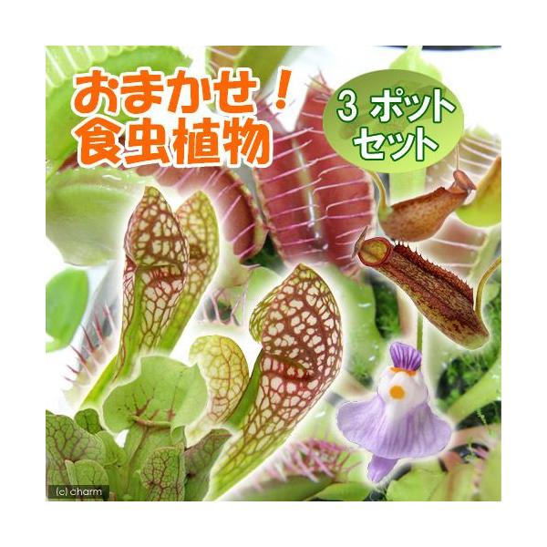 ガーデニング　食虫　食虫植物　all_plants　食虫植物シリーズ　爛漫シリーズ　20100831　ＨＴ　treepot_pio　おまかせ食虫植物　curicn29　plapla03　爛漫130316　育て方　育成方法　栽培方法　19食虫...