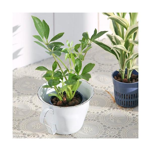 観葉植物　_gardening　ガーデニング　ハイドロカルチャー　オアシス苗　oasisnae　水耕栽培シリーズ　ハイドロカルチャーシリーズ　テラリウム　20150308　ＨＴ　植物　植物生体　ガーデニング生体　育て方　育成方法　栽培方法　...