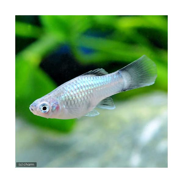 PF_SPQ　muryotassei_900_999　_aqua　熱帯魚・エビ他　プラティ・卵胎生メダカ　プラティの仲間　ブルーワグ・プラティ　４匹　fish_database　メダカの仲間　Ｘｉｐｈｏｐｈｏｒｕｓ　ｍａｃｕｌａｔｕｓ　ｖａ...