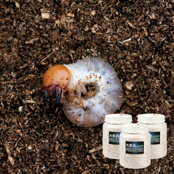 coolcomponent　昆虫用品　飼育用品　菌糸ビン　オリジナル飼育セット　菌糸ビン幼虫セット　youtyu_daimu_set　20100922　YM　startset_insect　startset_kuwagata　humei_o...