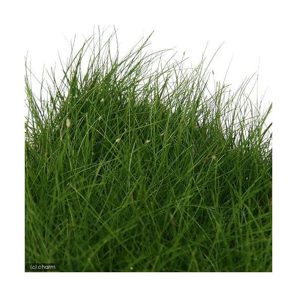 PF_SPQ　_aqua　熱帯魚　売れ筋水草　水草　前景草　草原のような　お勧め前景草　ヘアーグラスショートはこちら　束単品　all_plants　hairshort_matome　ヘアーグラスショート　シート大盛り　水上葉_前景草　nin...