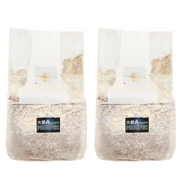 メーカー：ブリーダーズファーム 菌糸ブロック　coollogist　夏季クール対応　昆虫用品　kuwagatayotyuugood　飼育用品　菌床ブロック　カブト・クワガタ・用品　菌糸ビン　産卵木他　kantake　block　菌糸ビンka...