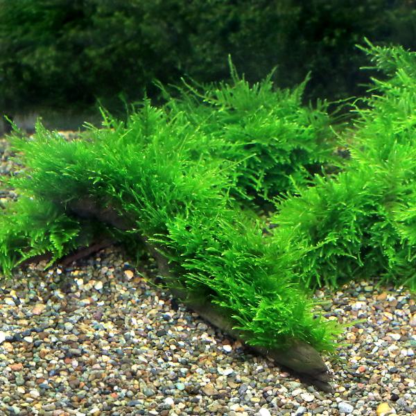 PF_SPQ　熱帯魚　ウィローモス特集　水草付き流木　エビ用水草　水草　モス／シダ付流木　all_plants　ウィローモス　20110904　jp1109　plants_makitate　wp_kywrd　p20_wp0706　塊状ジャイ...