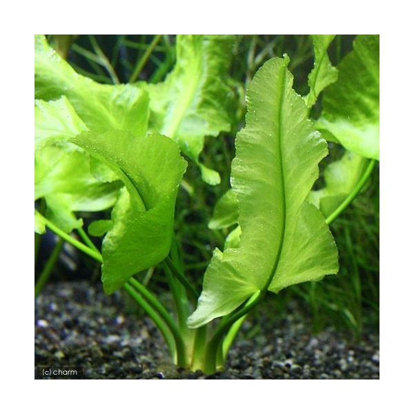 _aqua　sfset　_gardening水草　ニムファ類とその近縁　コウホネ　all_plants　mzks_　植物　植物生体　ガーデニング生体　育て方　育成方法　栽培方法　カワホネ　カワバス　センコツ　スイレン科　Ｎｙｍｐｈａｅａｃｅ...